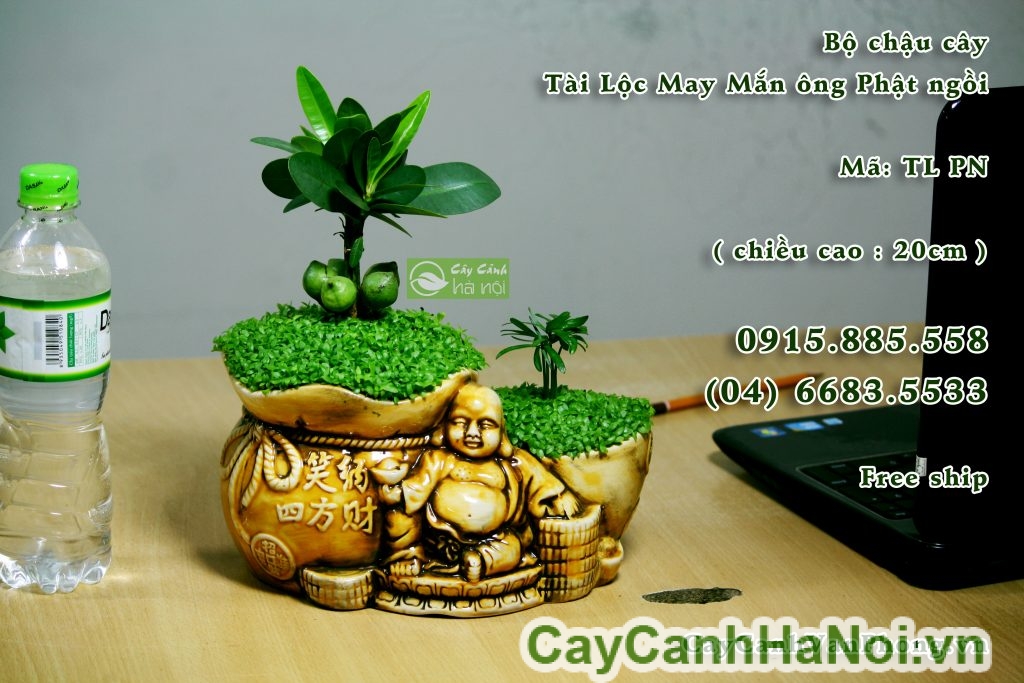 Cây Tài Lộc - Thiết Kế Tiểu Cảnh
